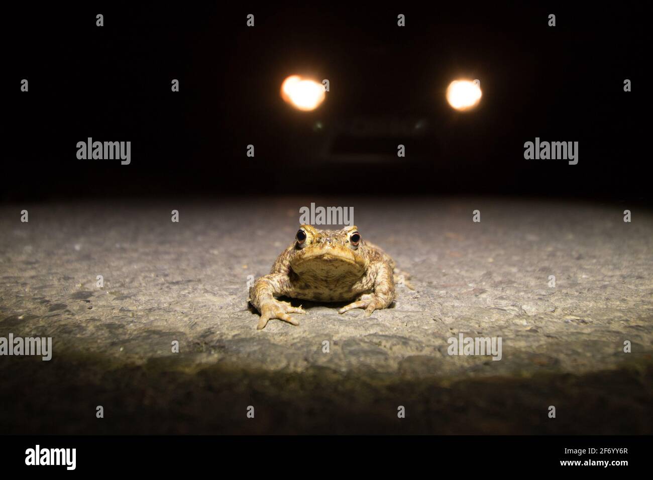 Common toads (Bufo bufo) crossing a road at night on migration to ...