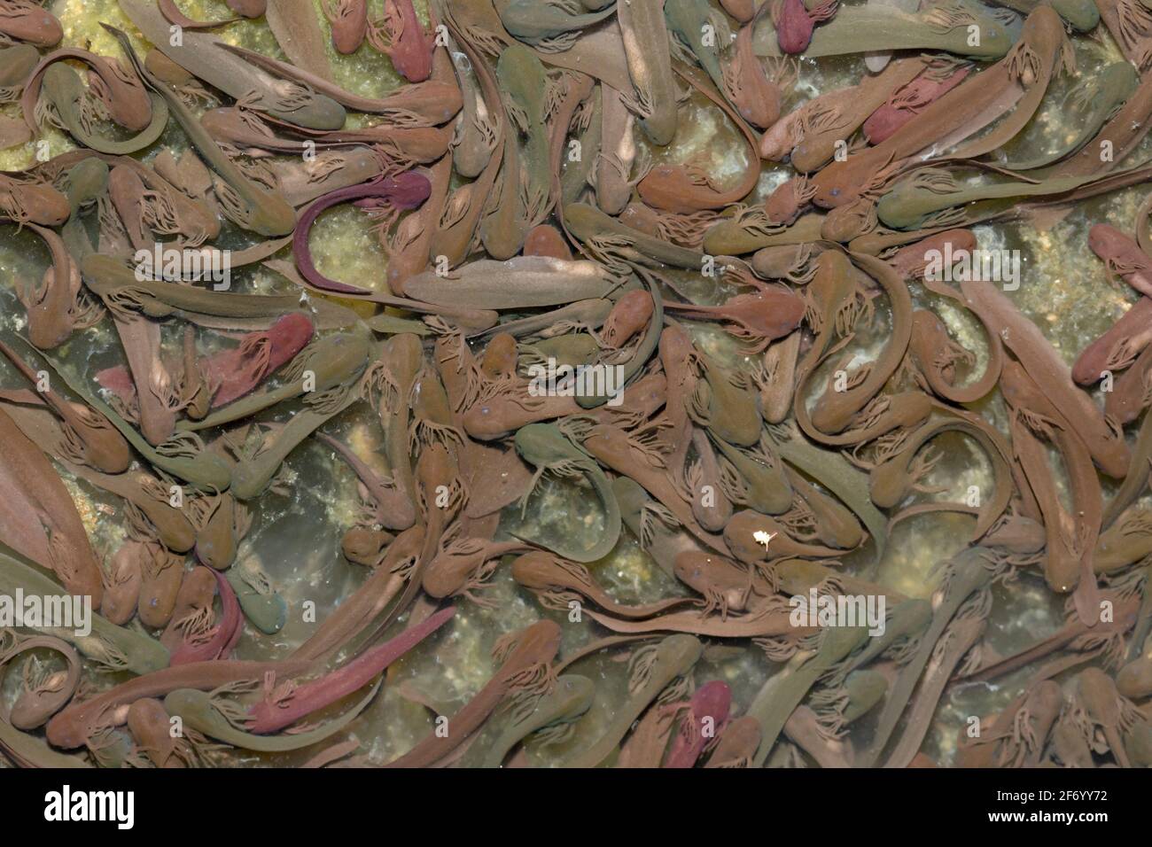 Tadpoles of common frog (Rana temporaria) with external gills. Sussex ...