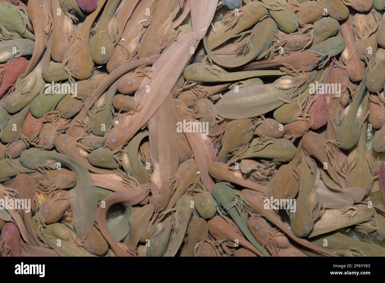 External gills hi-res stock photography and images - Alamy