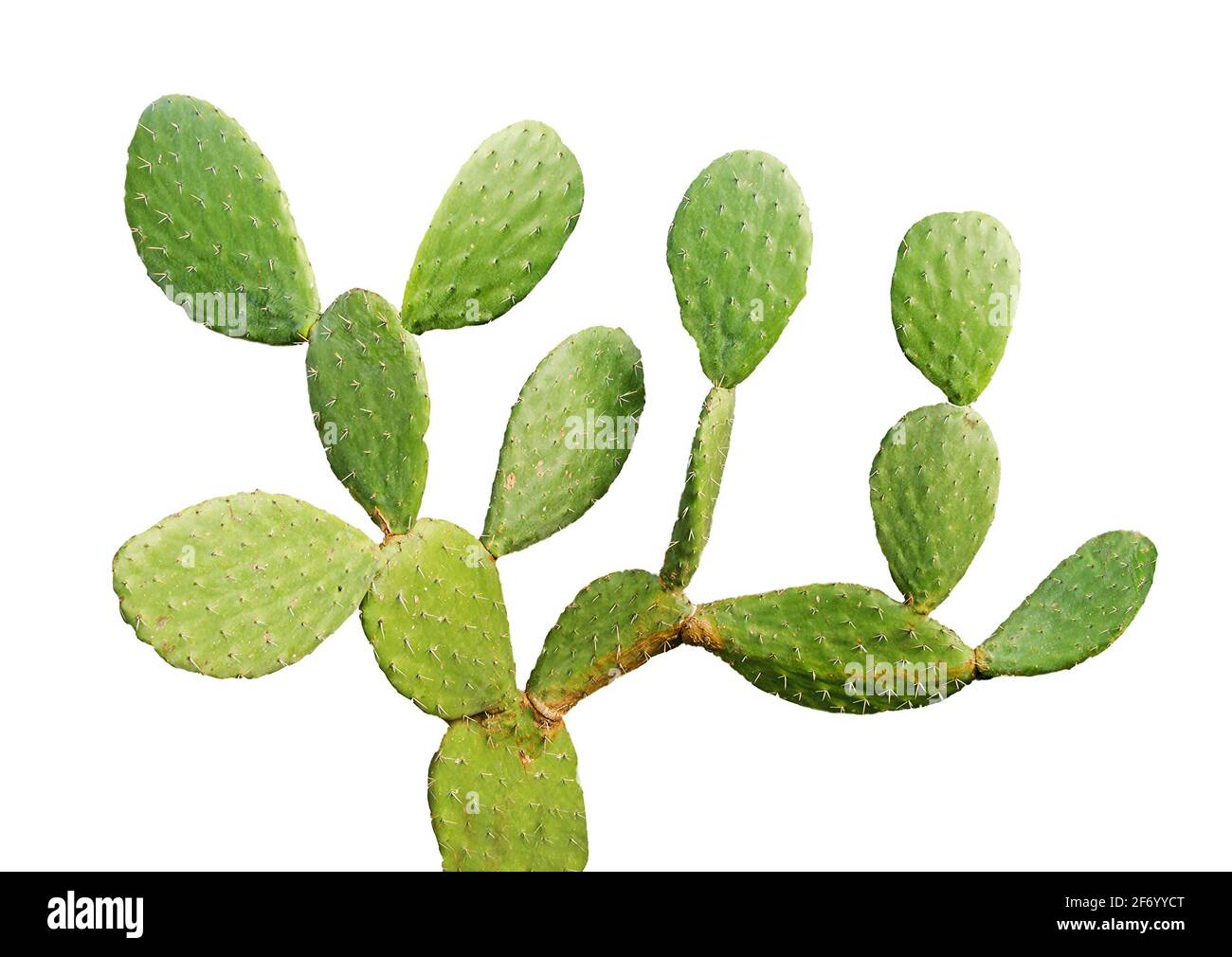 Cactus isolated on white background Stock Photo - Alamy