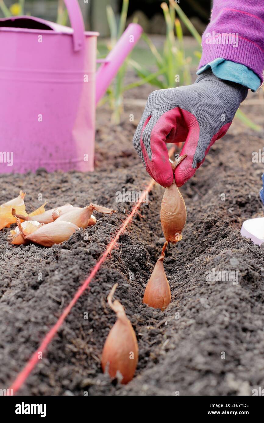 Woman planting shallots. Direct sowing of a set of 'Longor' banana ...