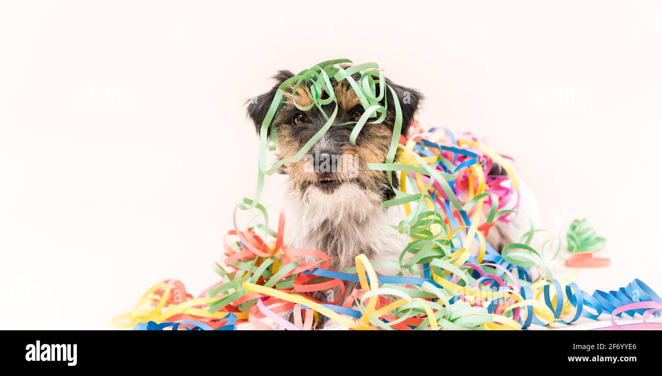 Cute Party Dog. Jack Russell ready for carnival Stock Photo - Alamy
