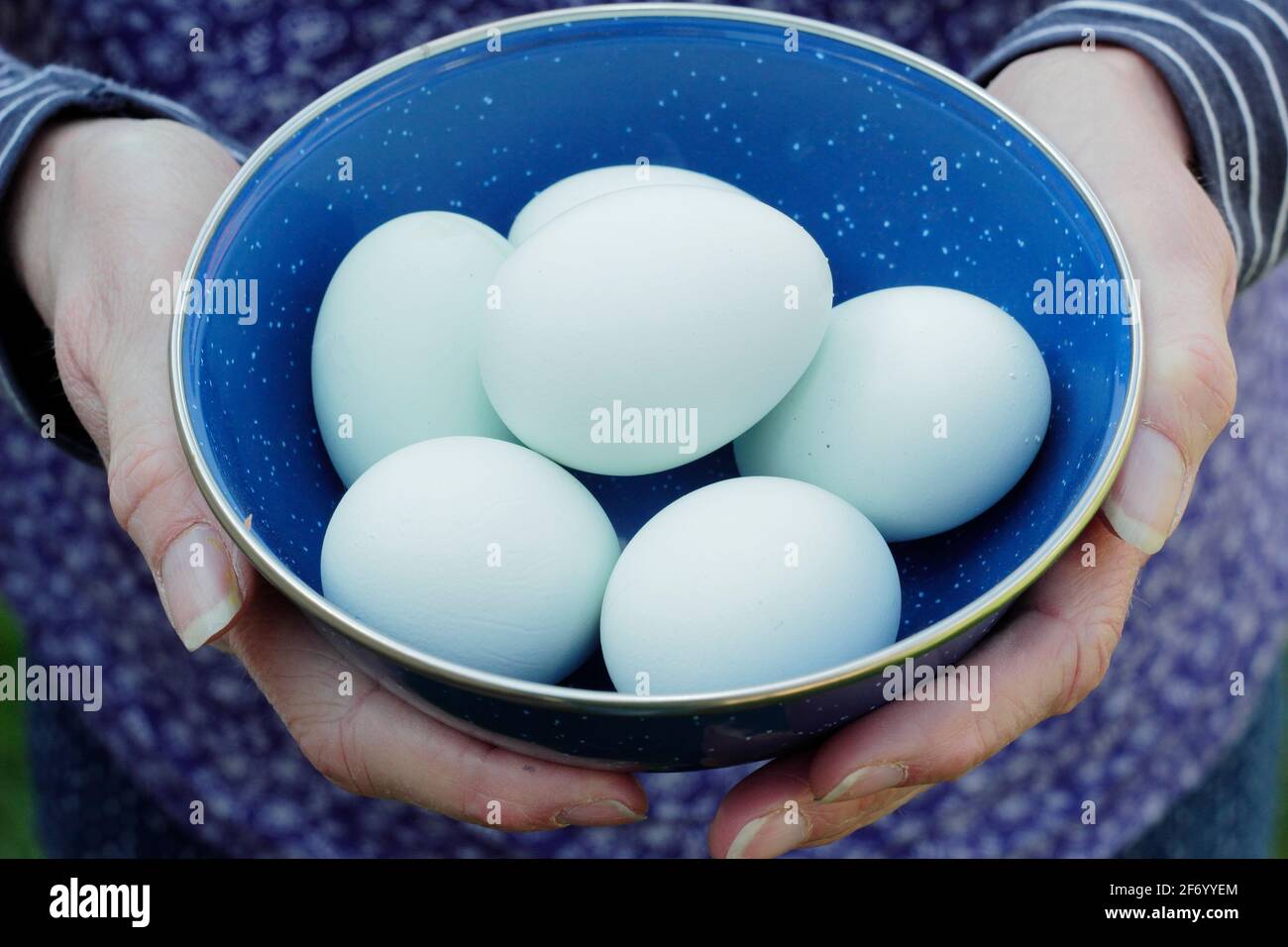 Woman holding chicken eggs with natural blue shells in blue bowl. UK ...