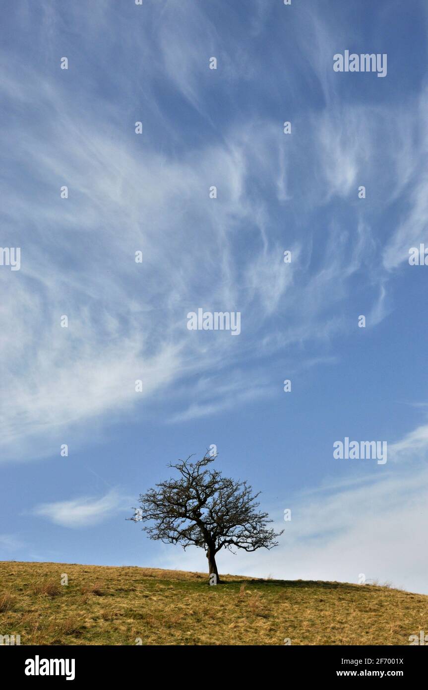 Lone hawthorn tree on moorland hillside, Derbyshire, UK Stock Photo - Alamy