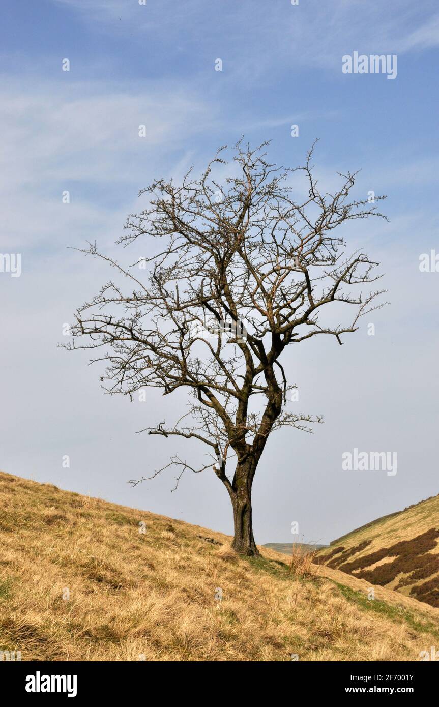 Lone hawthorn tree hi-res stock photography and images - Alamy