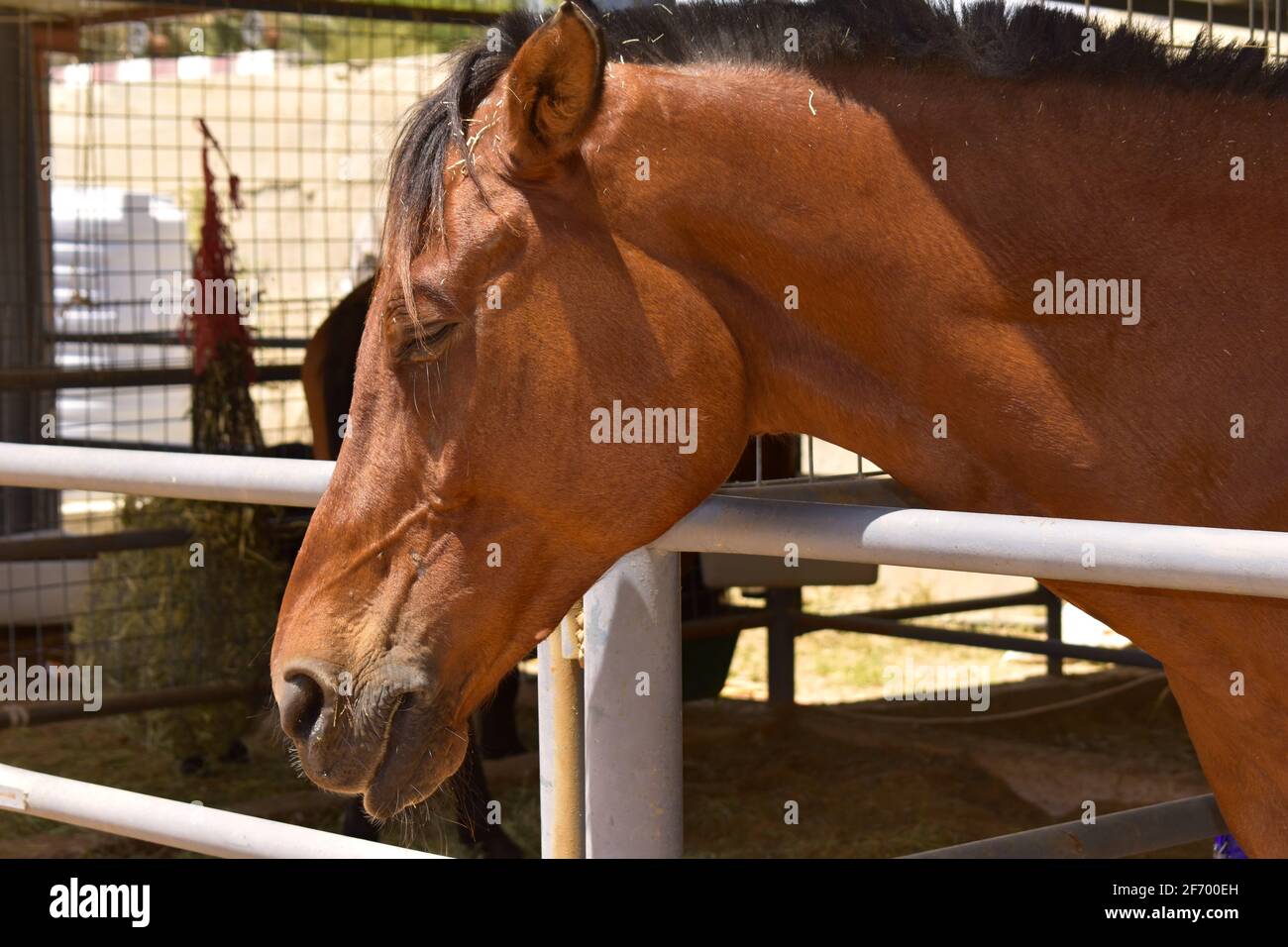 Beautiful brown horse face Stock Photo - Alamy