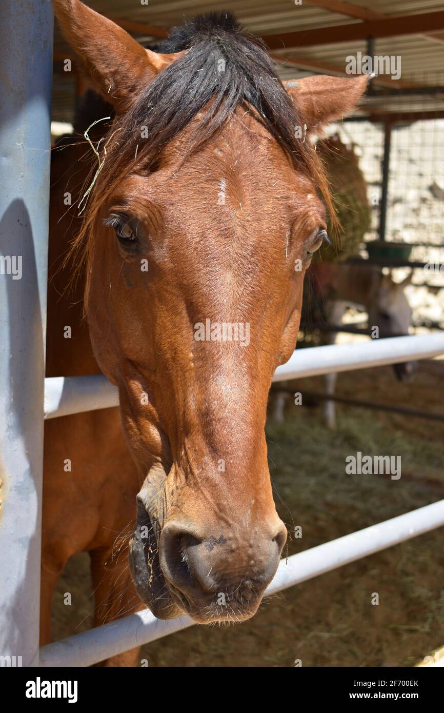 brown beautiful horse face Stock Photo - Alamy