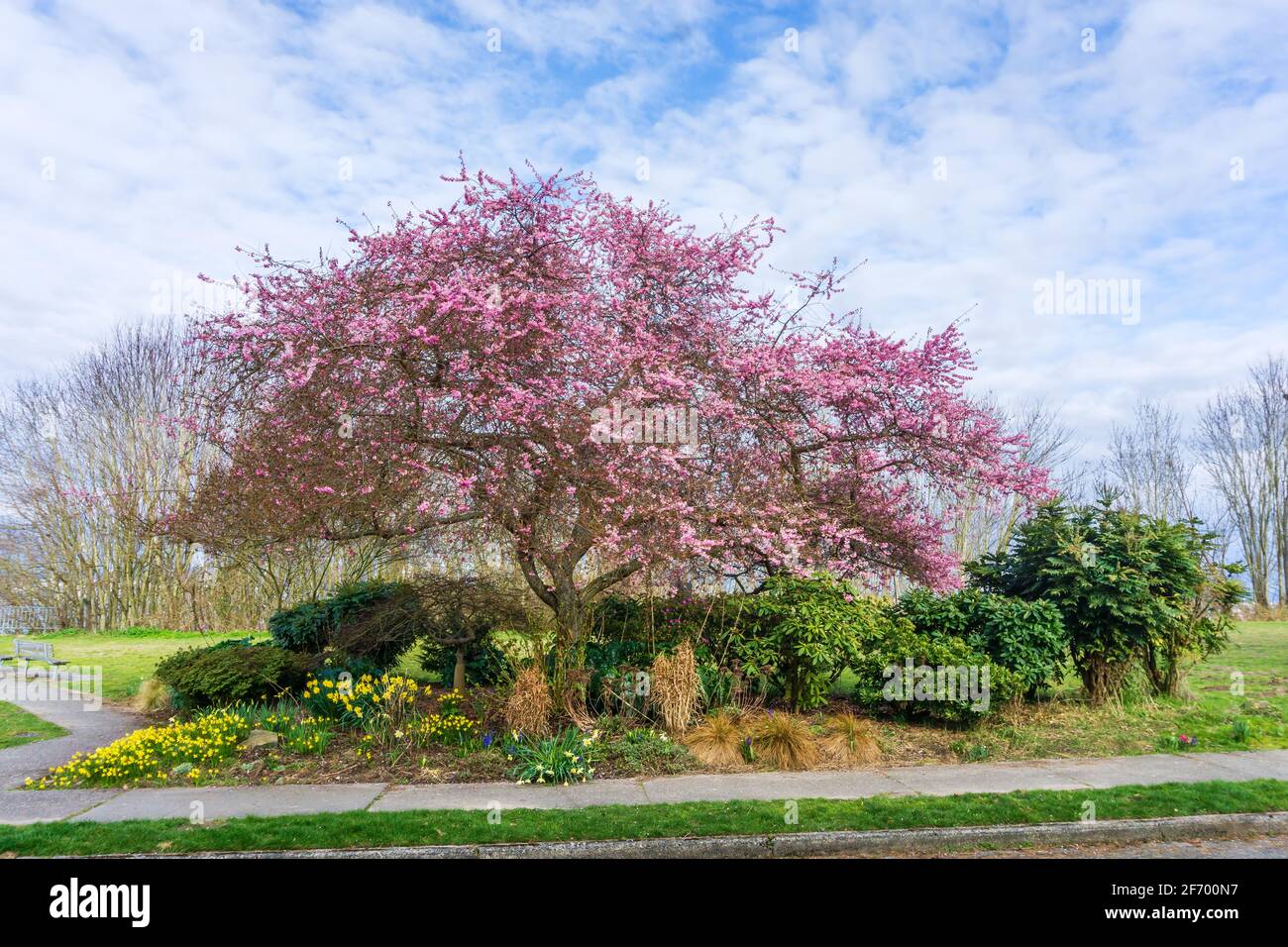 Abundant Cherry blossoms at Hamilton Viiewpoint Park in West Seattle ...