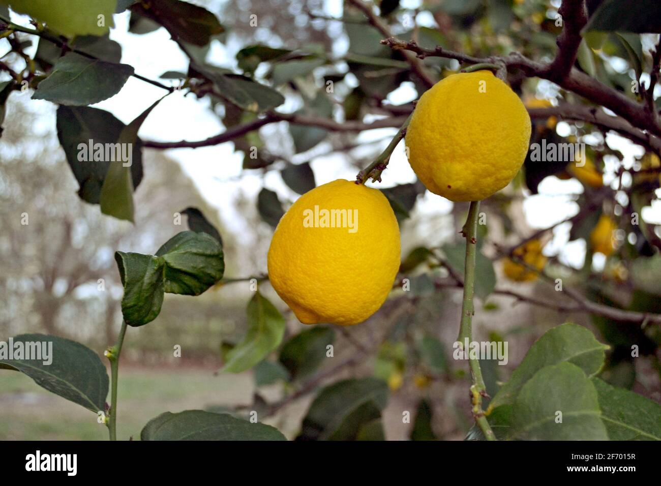 Lemontree lemons tree hi-res stock photography and images - Alamy
