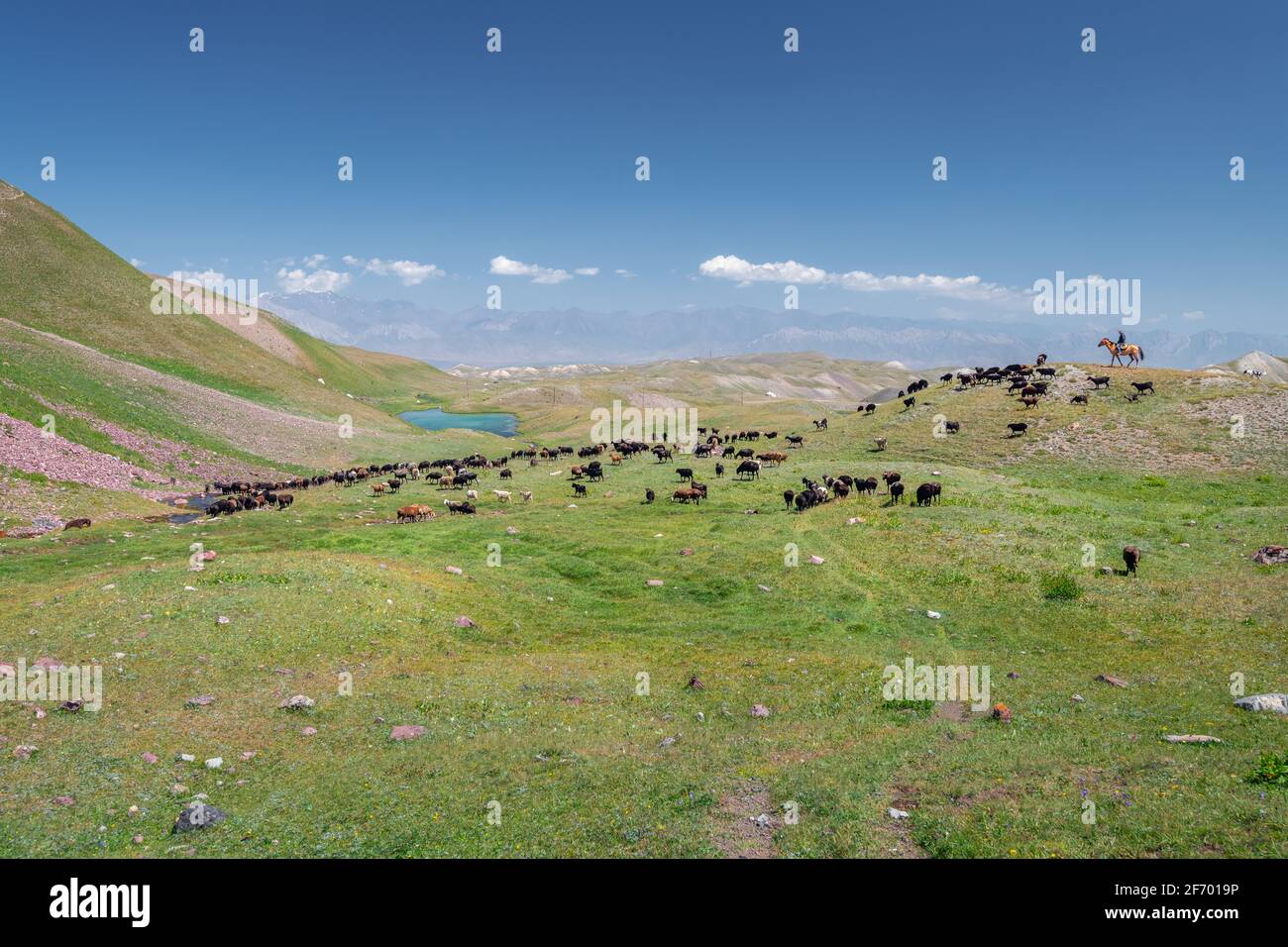 Alai sheep hi-res stock photography and images - Alamy