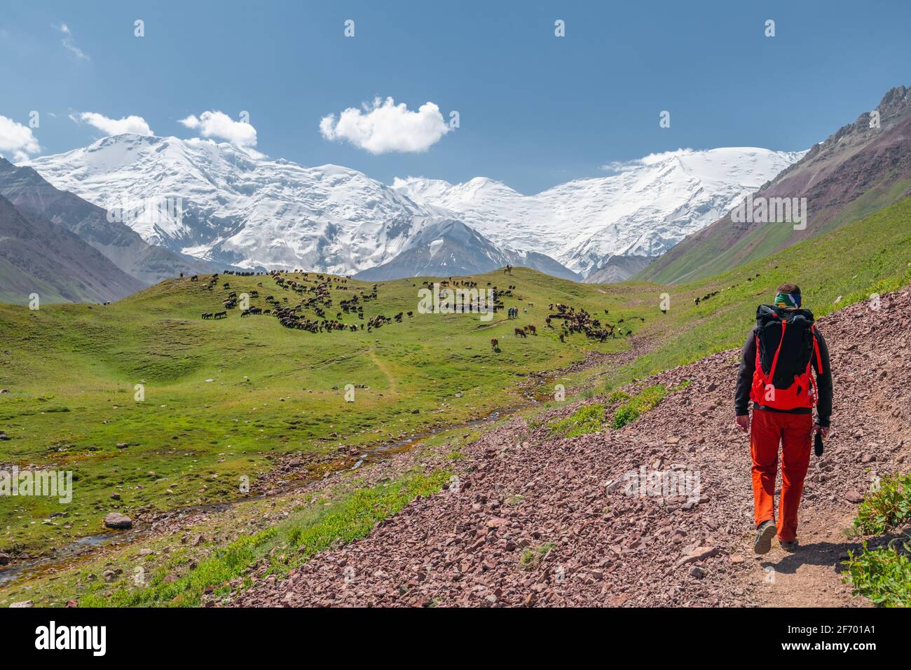 Lonely hiker on the trail in base camp of snowcapped Lenin Peak on the ...