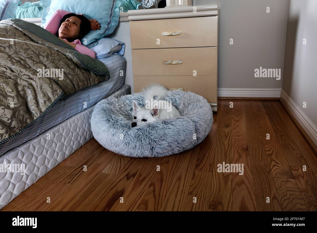 Sleep bed dog hi-res stock photography and images - Alamy