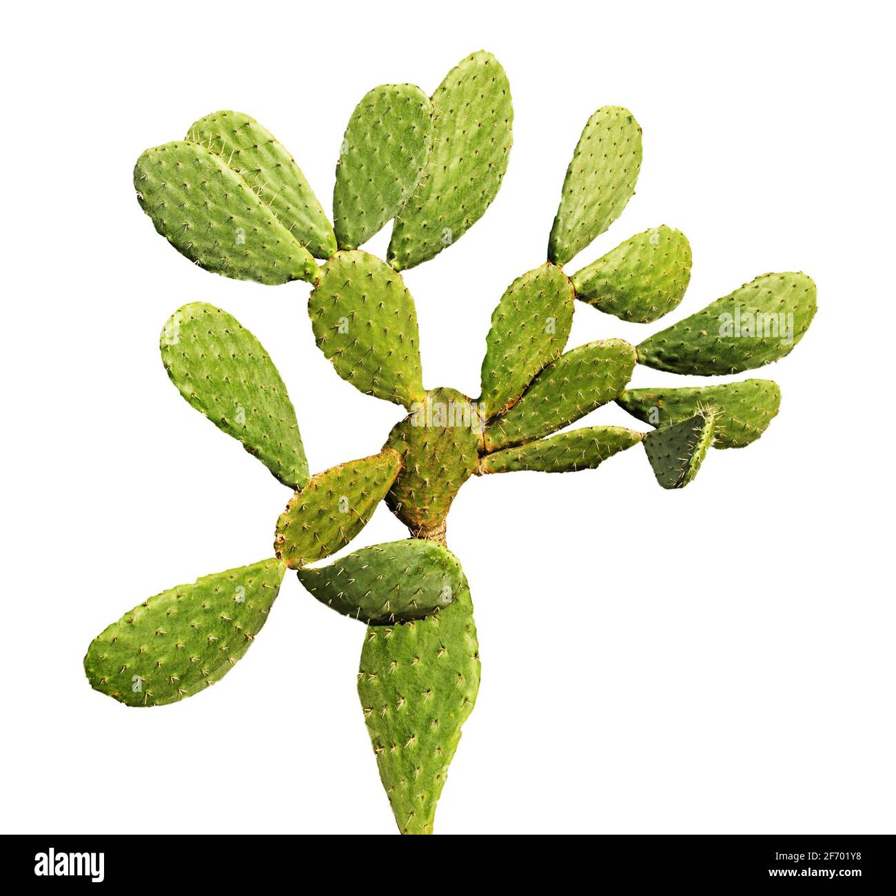 Cactus isolated on white background Stock Photo - Alamy