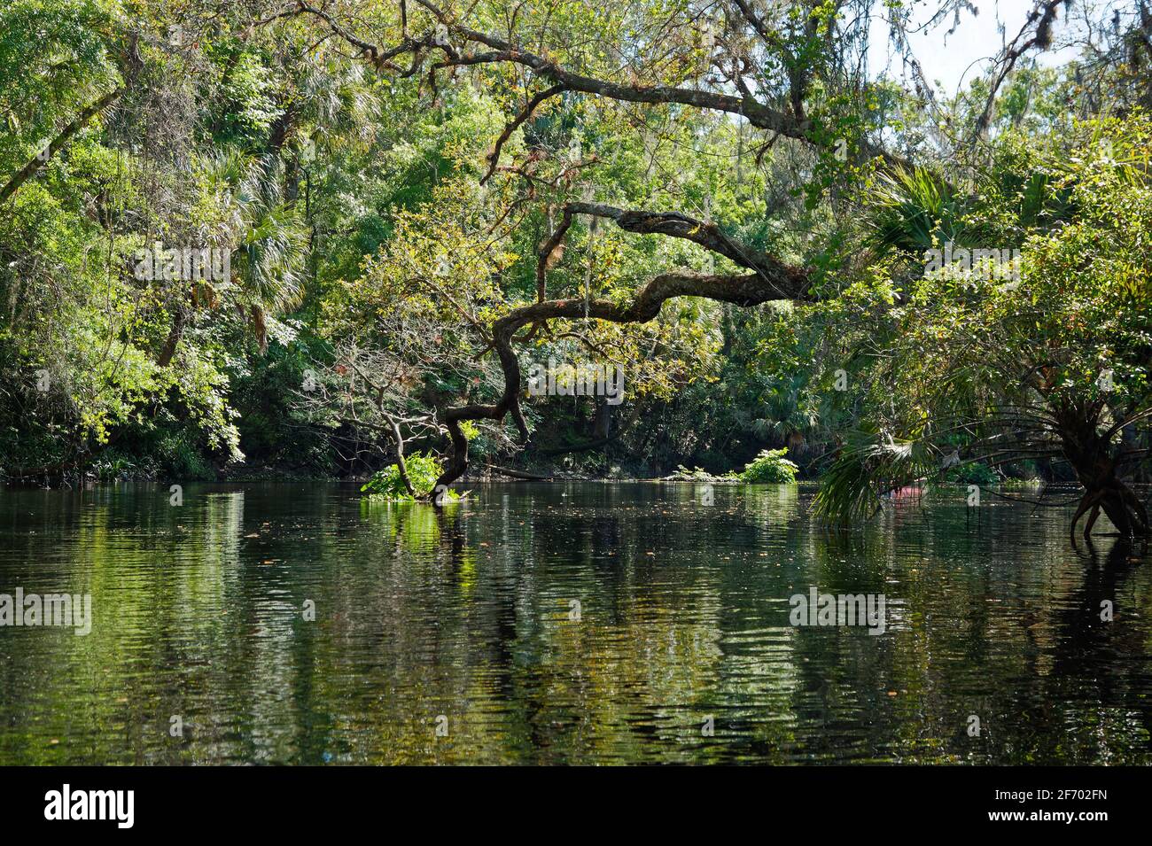 river scene, water, trees, vegetation, nature, tranquil, reflections ...
