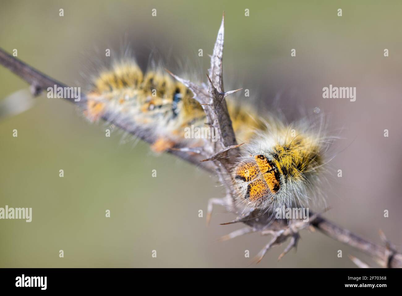 Orange Caterpillar High Resolution Stock Photography and Images - Alamy