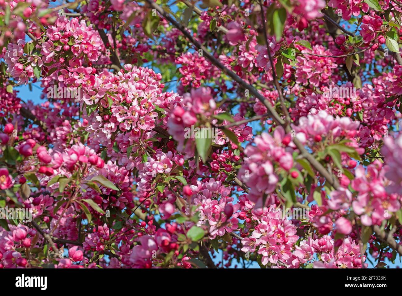 Flowering ornamental apple tree in spring Stock Photo - Alamy
