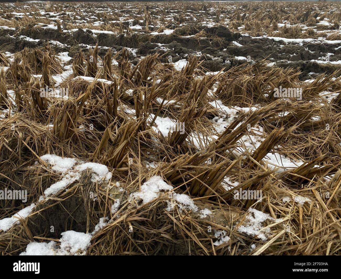 Rice paddy field europe hi-res stock photography and images - Alamy