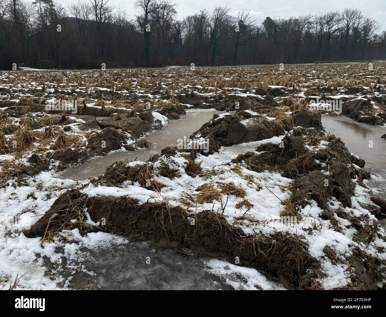 Rice paddy field europe hi-res stock photography and images - Alamy