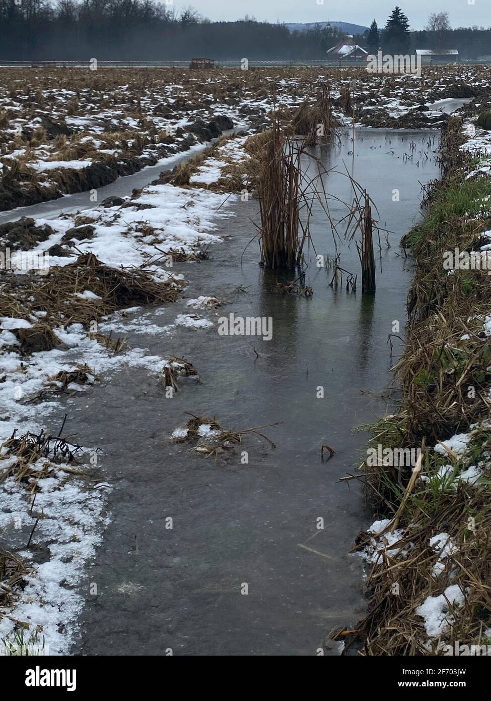 Test field of rice in Brugg Switzerland in wintertime. Experiment with ...