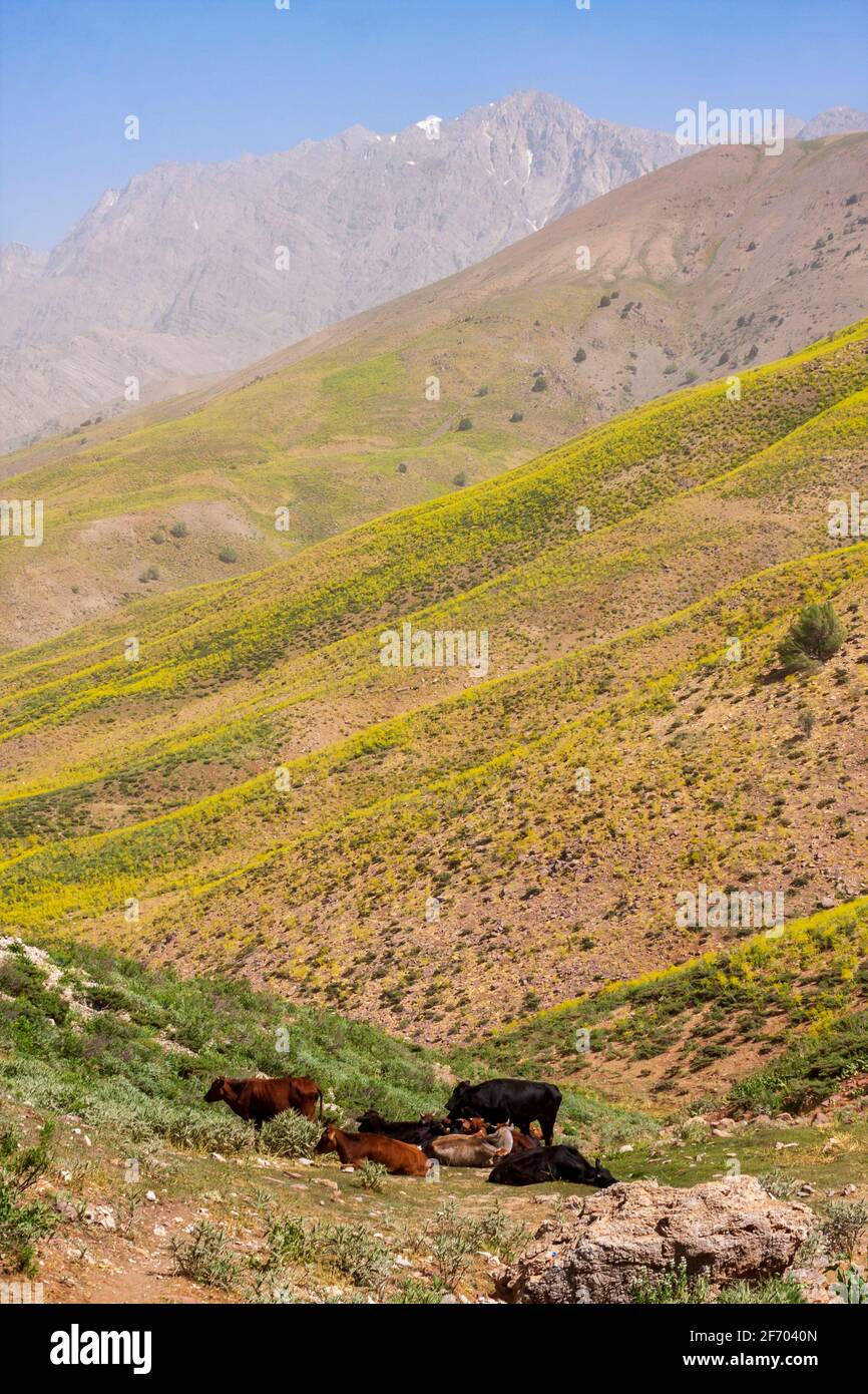 Landscape in zagros mountains hi-res stock photography and images - Alamy