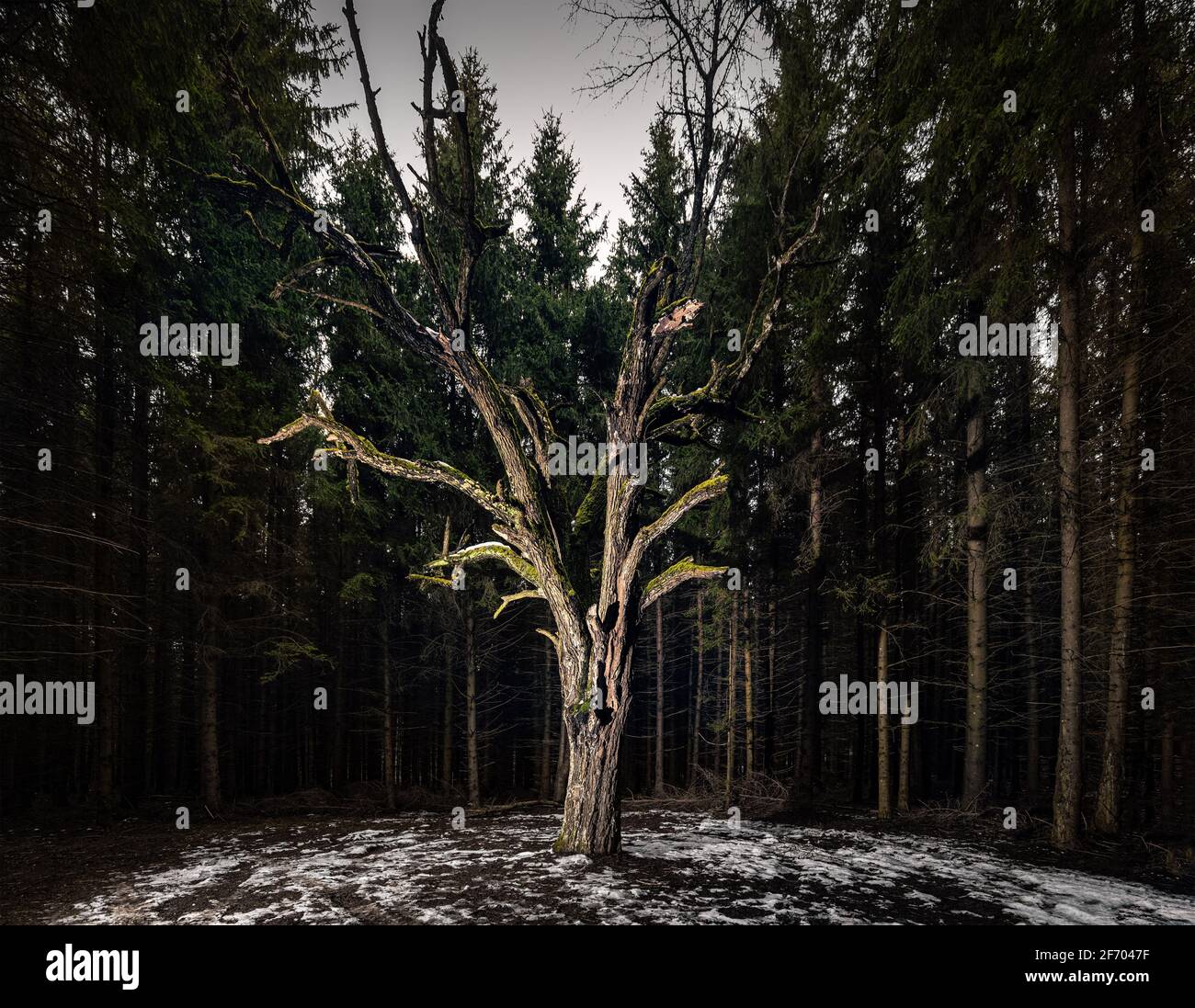 Dead wood in natural forest hi-res stock photography and images - Alamy