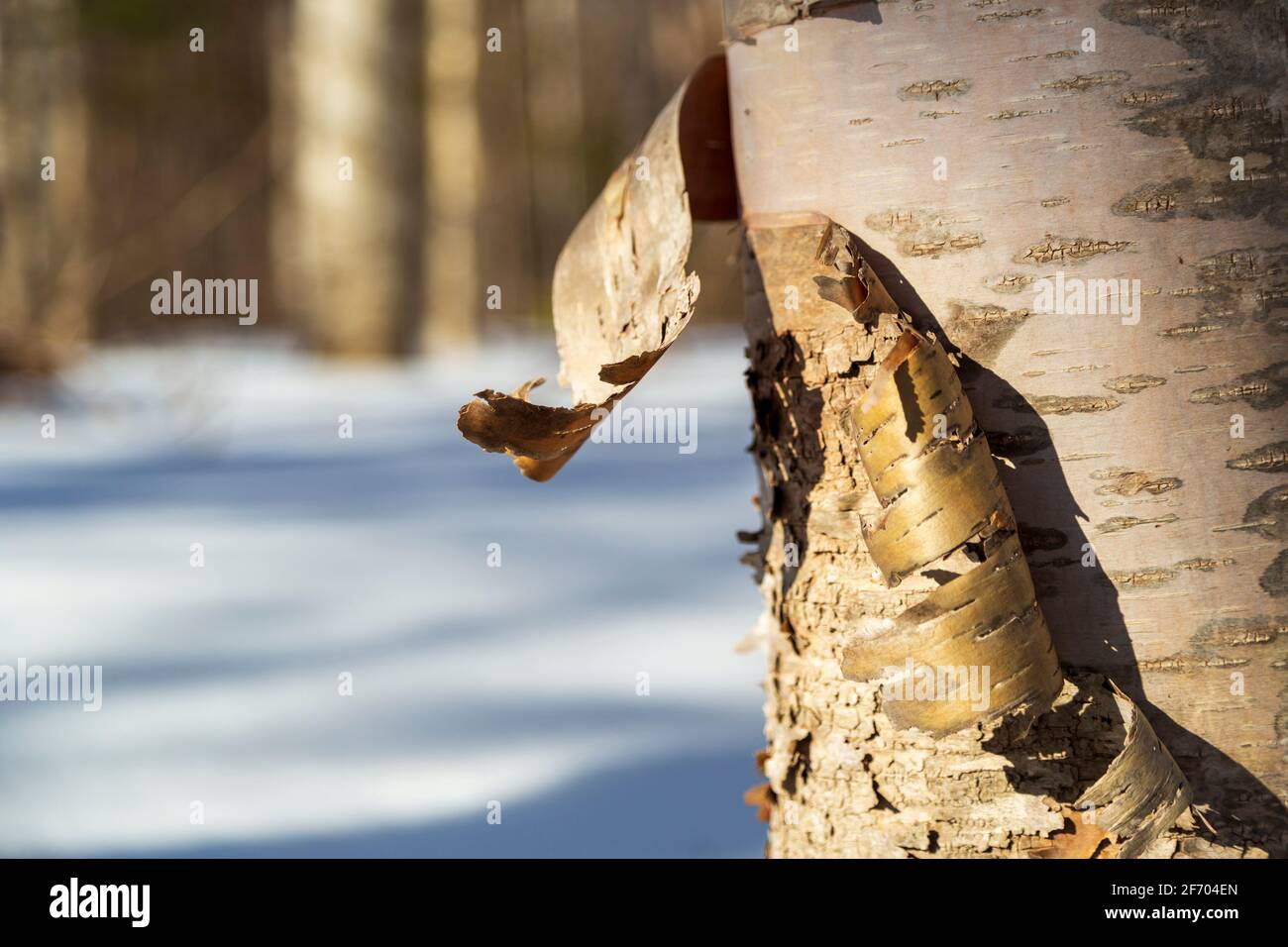 Peeling winter bark of an old birch tree's trunk Stock Photo - Alamy