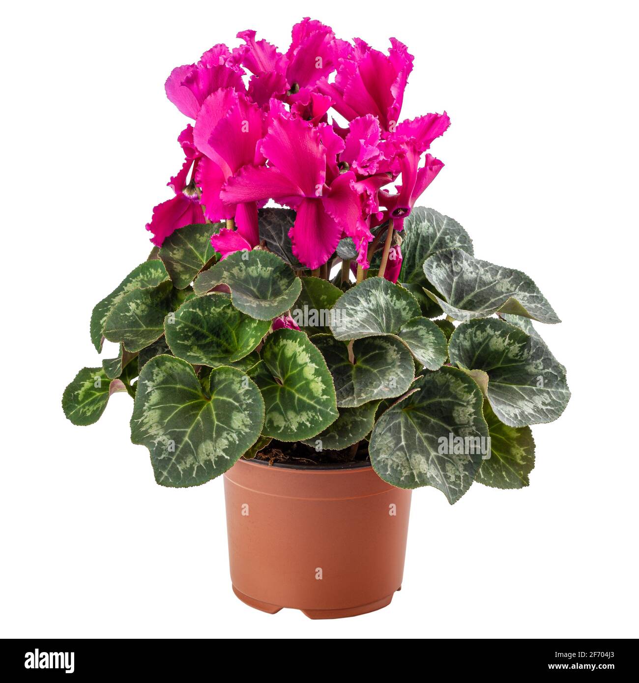 Beautiful flower of pink cyclamen in pot on white background Stock ...