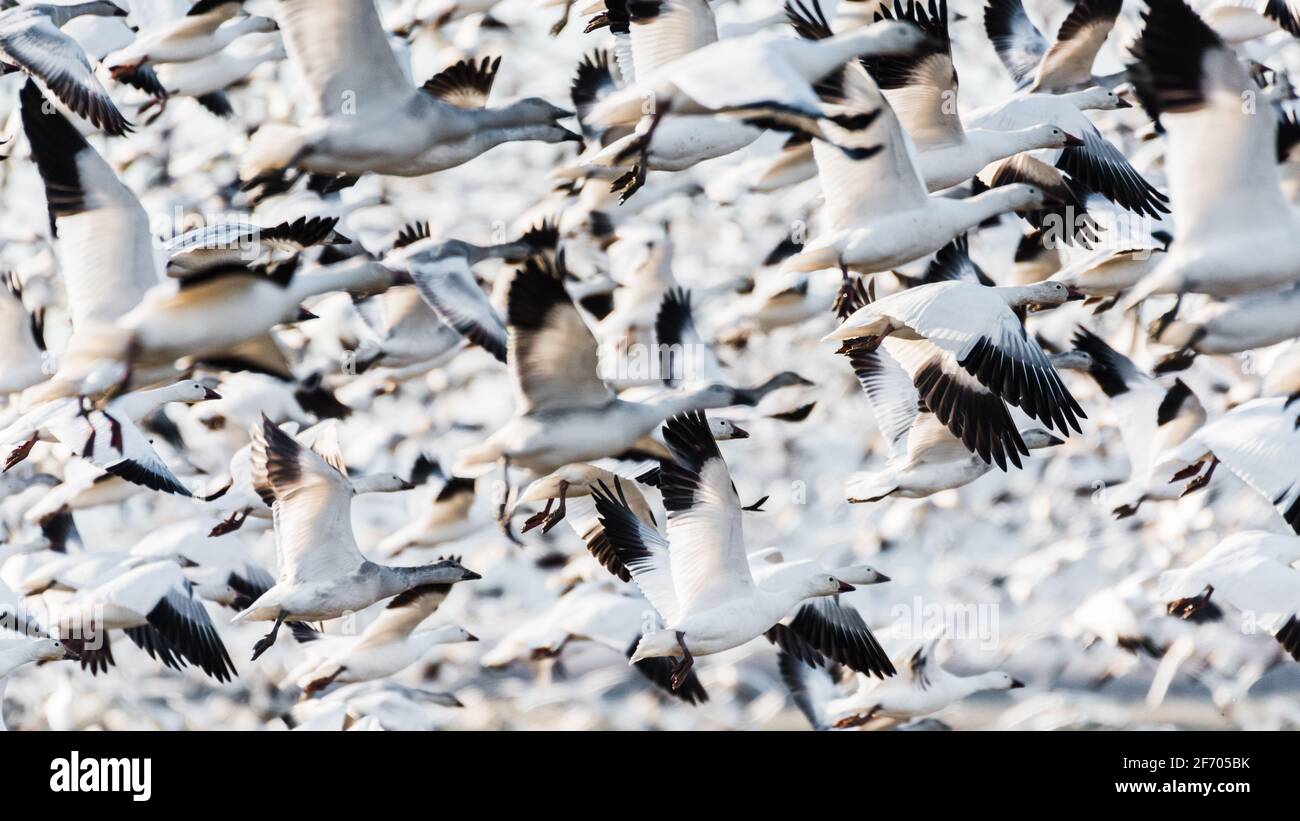Flying wintering snow geese in the Skagit Valley of Washington State ...