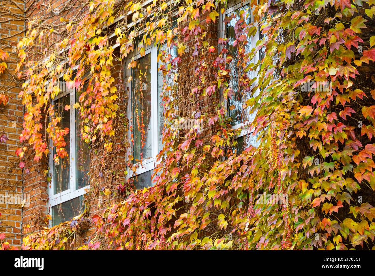 brick building covered with autumn leaves Stock Photo - Alamy