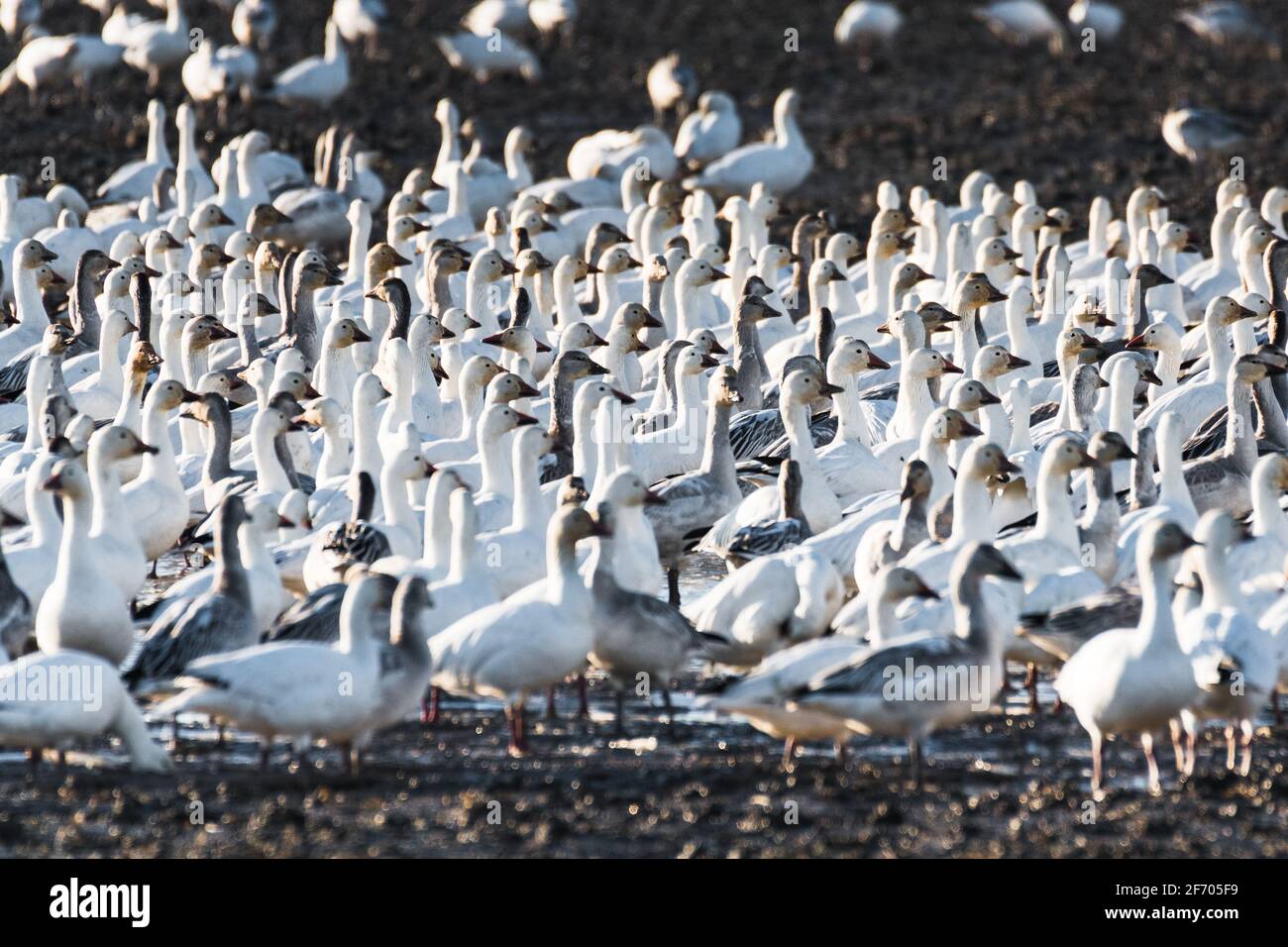 Repeating pattern in nature hi-res stock photography and images - Alamy
