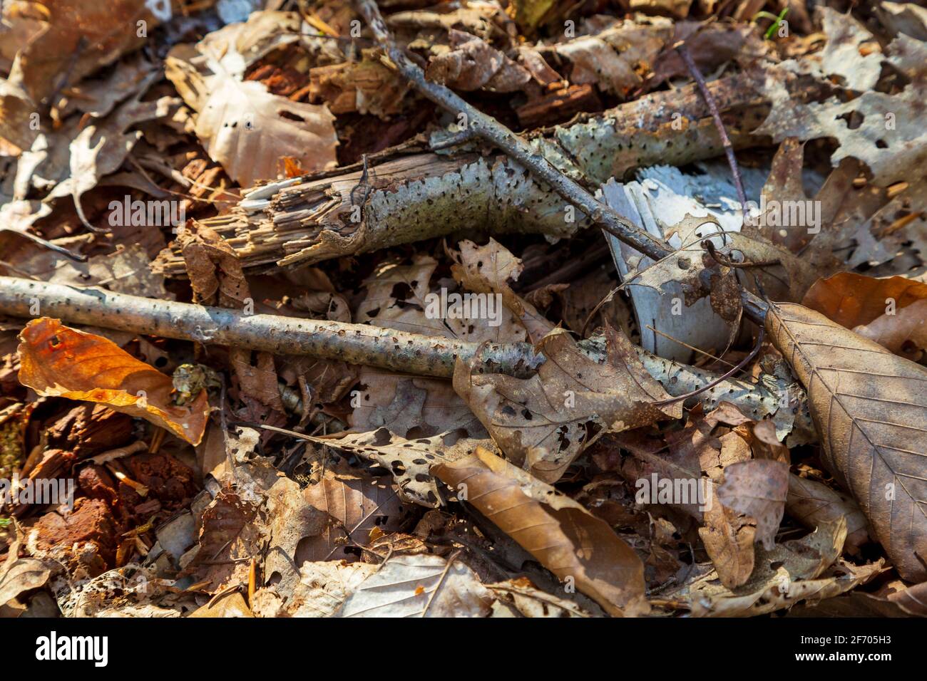 Dry branches broken branches hi-res stock photography and images - Alamy