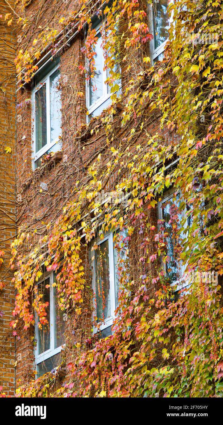 Surface covered with leaves hi-res stock photography and images - Alamy