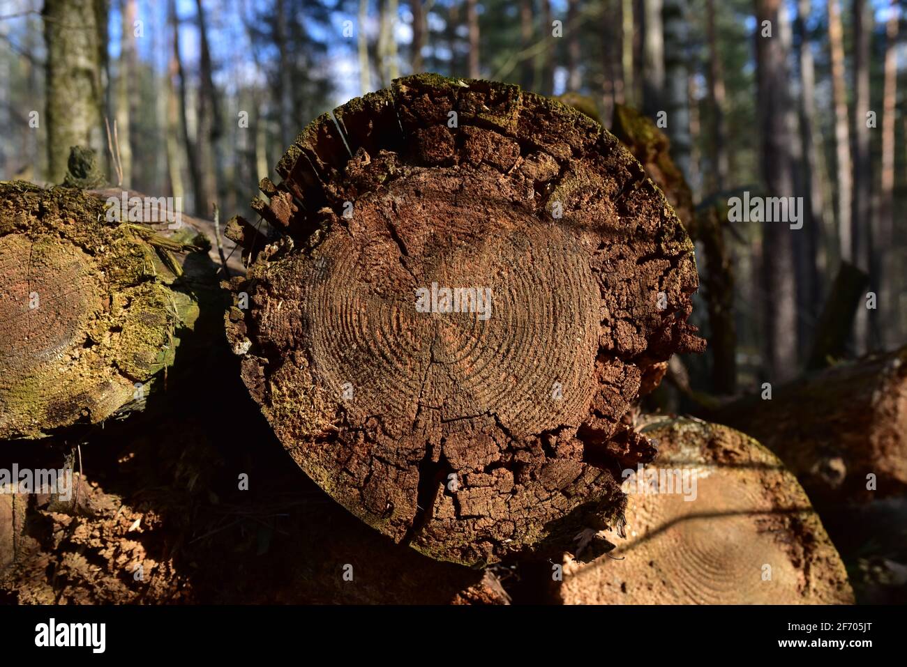 Wooden structure. Cross sectional cut end of log showing the pattern ...
