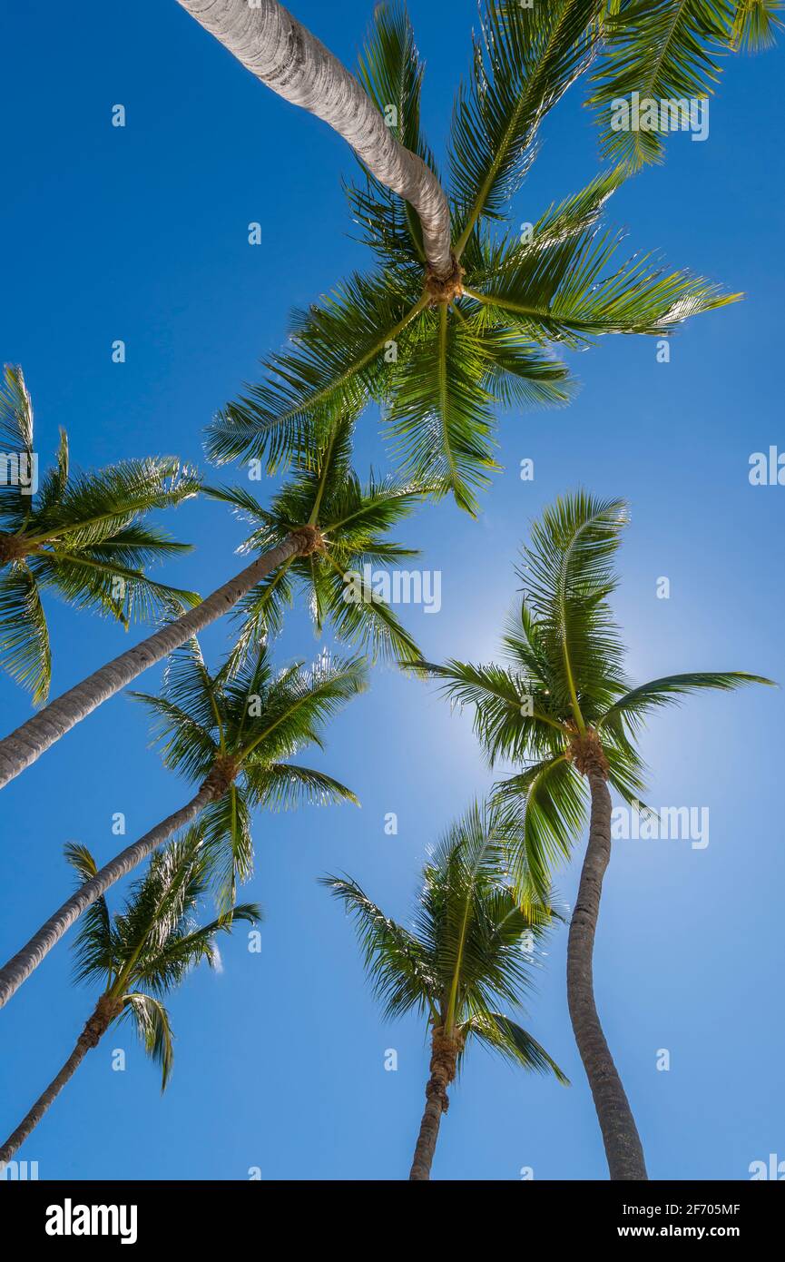 Coconut palm key largo hi-res stock photography and images - Alamy