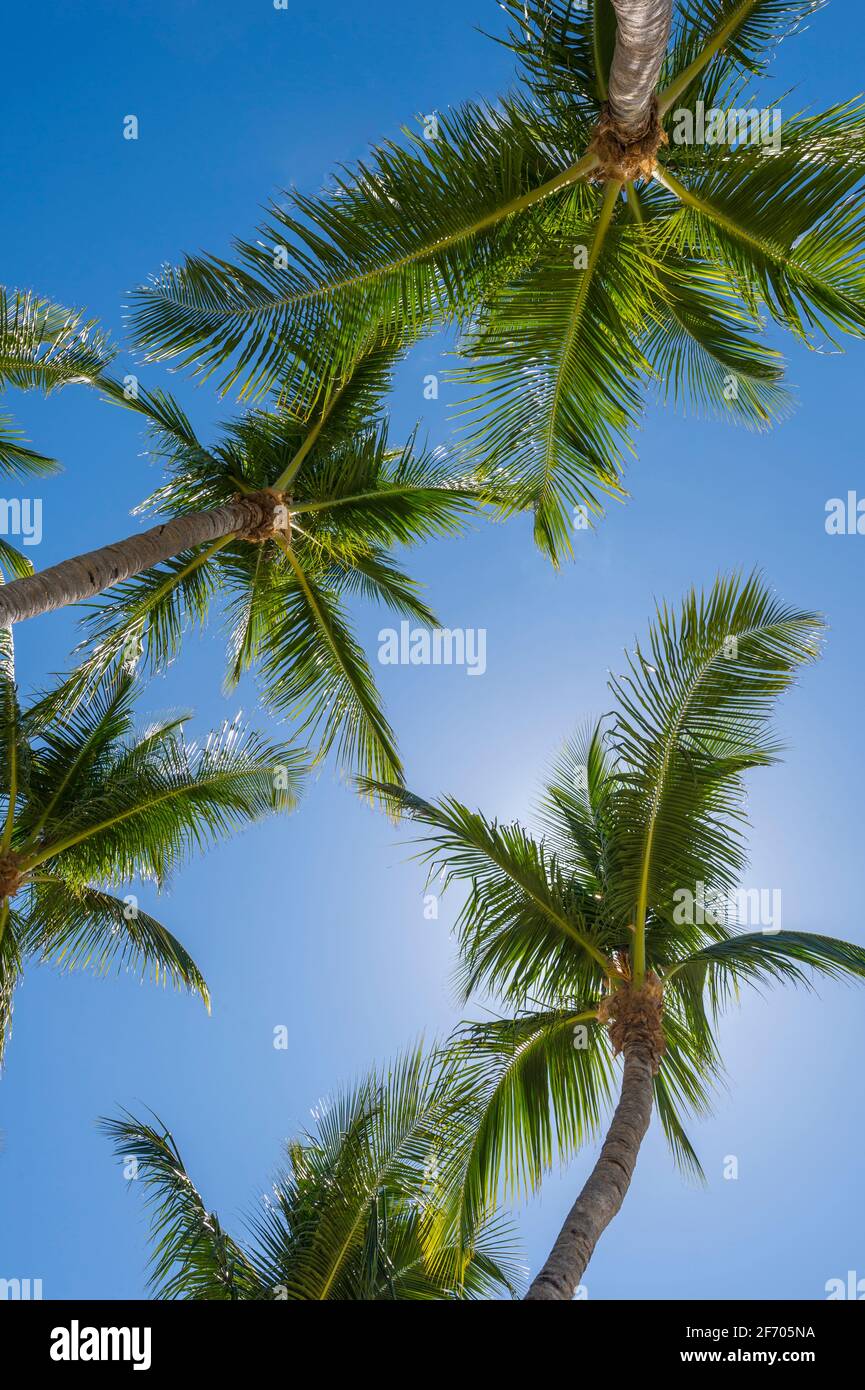 Looking up at multiple palm trees, Key Largo Florida USA Stock Photo ...