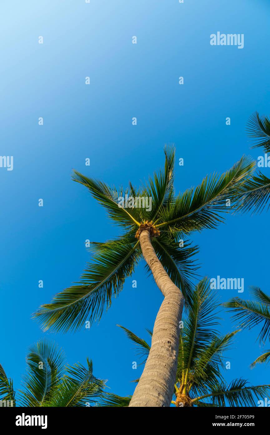 Looking up at multiple palm trees, Key Largo Florida USA Stock Photo ...