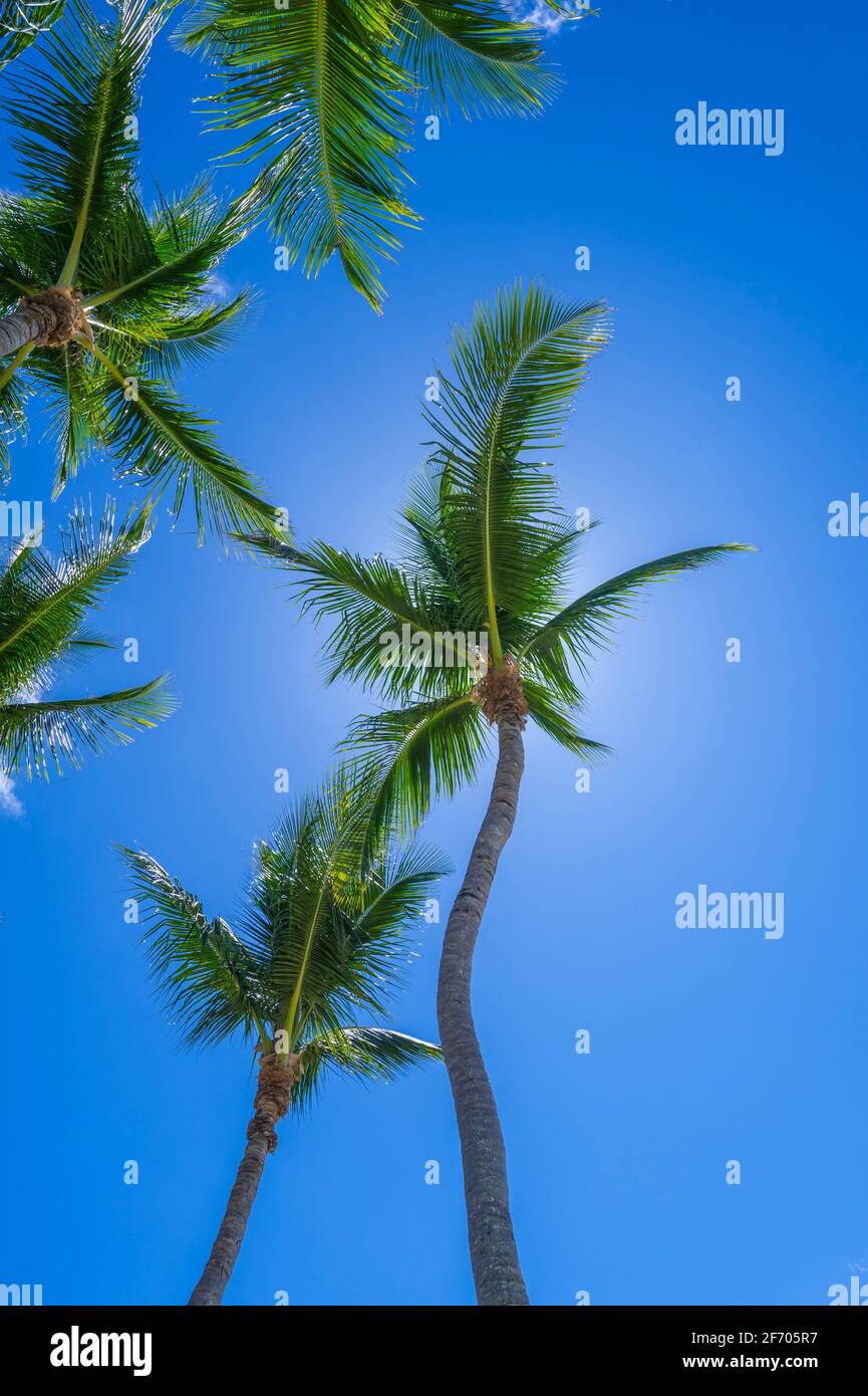 Coconut palm key largo hi-res stock photography and images - Alamy