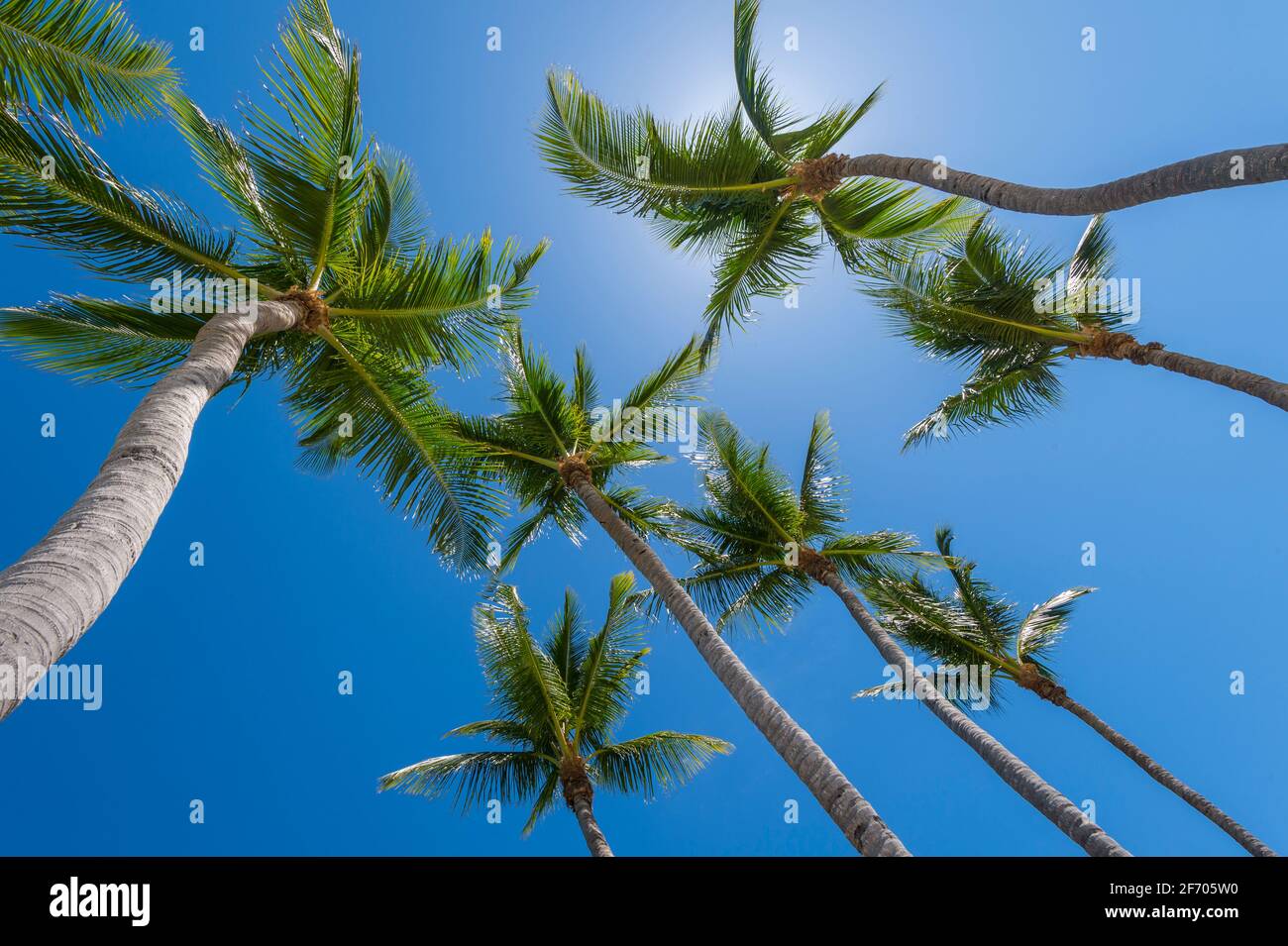 Multiple Palm Trees High Resolution Stock Photography and Images - Alamy