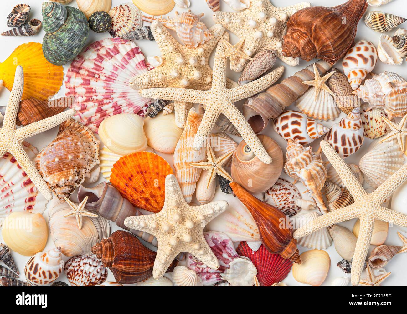 Many different shells and starfish of different shapes and colors ...