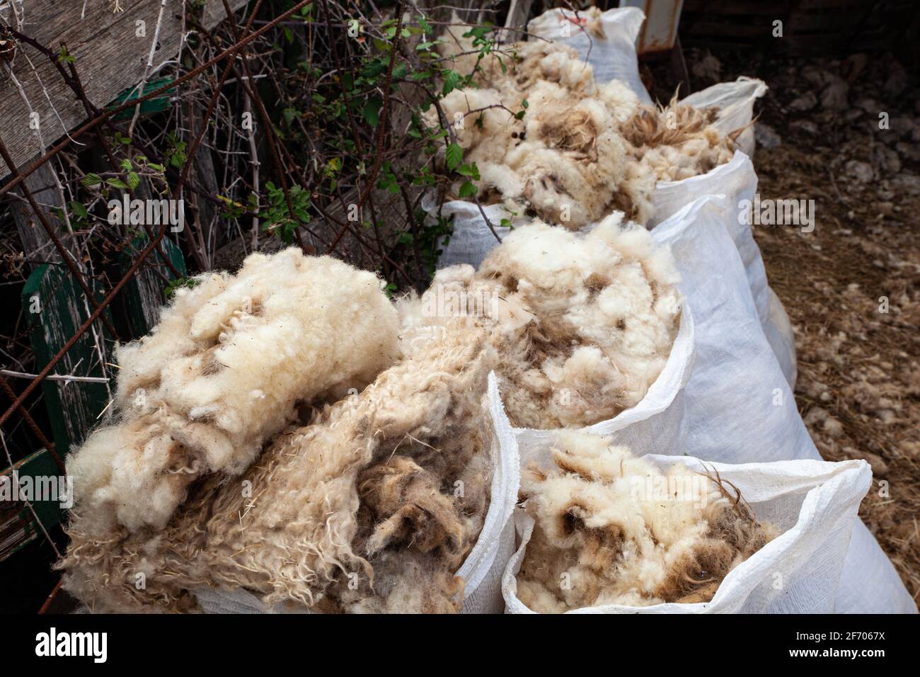 Freshly sheared sheep hi-res stock photography and images - Alamy
