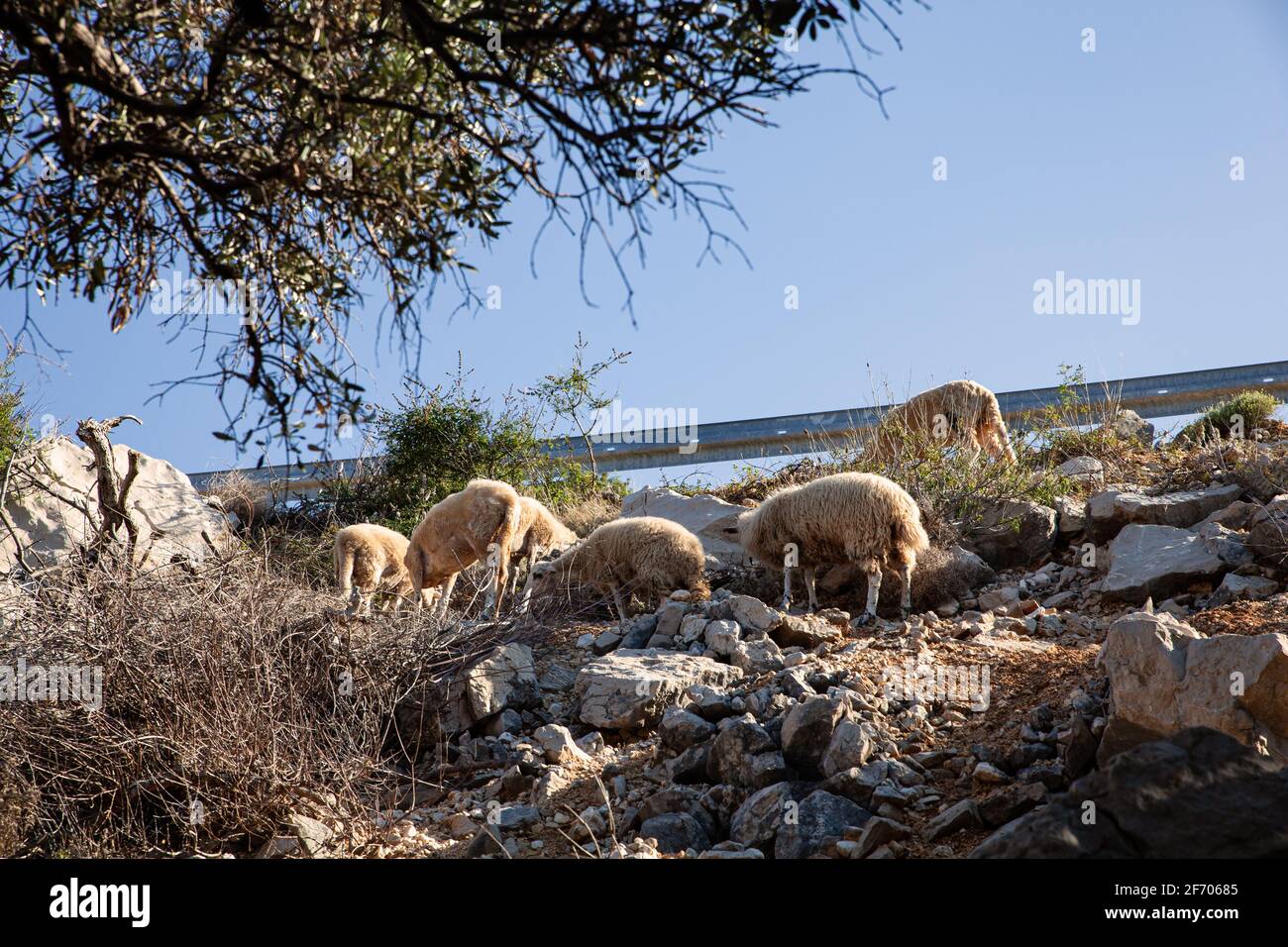 Summer view of few sheep grazing on the Stara Baska hill, Croatia Stock ...
