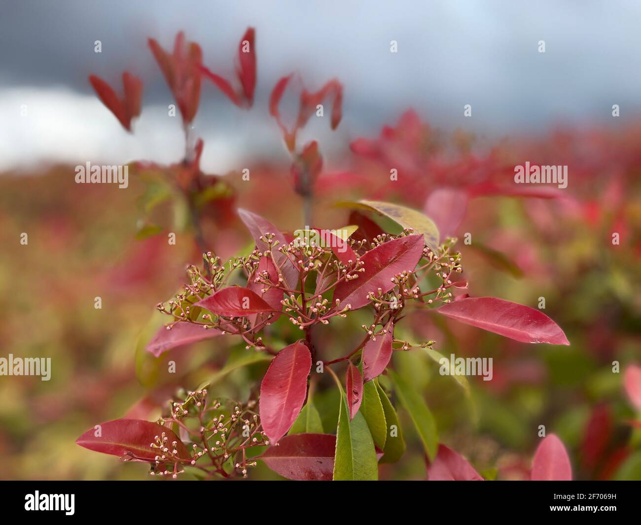 Blooming of the plants Stock Photo - Alamy