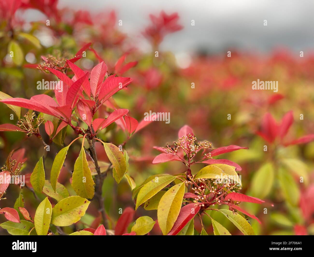Blooming of the plants Stock Photo - Alamy