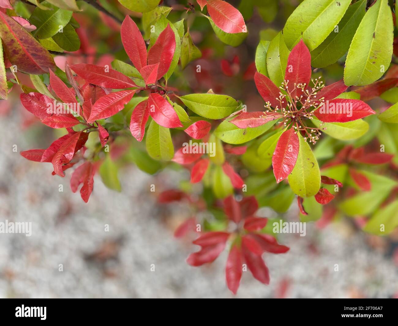 Blooming of the plants Stock Photo - Alamy