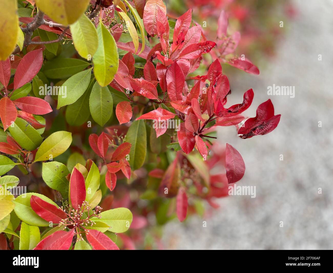 Blooming of the plants Stock Photo - Alamy