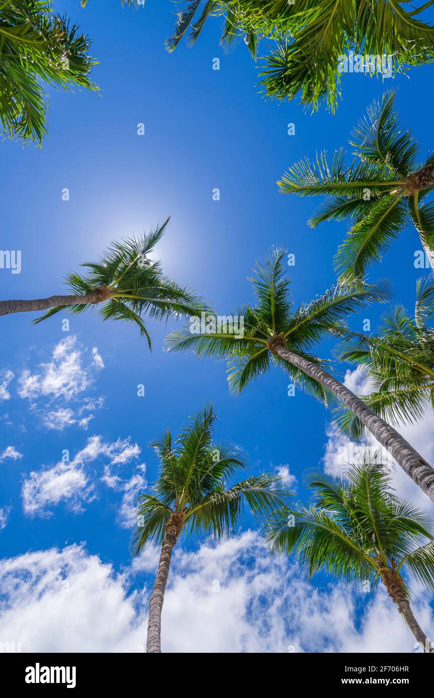 Looking up at multiple palm trees, Key Largo Florida USA Stock Photo ...