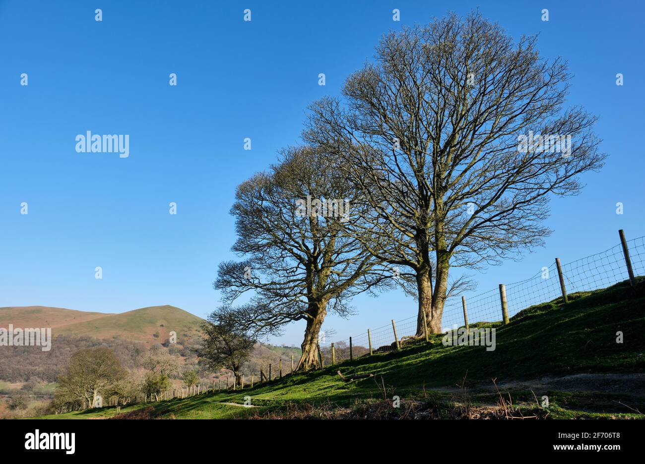 Trees on Callow Hill on the Long Mynd, Church Stretton, Shropshire ...