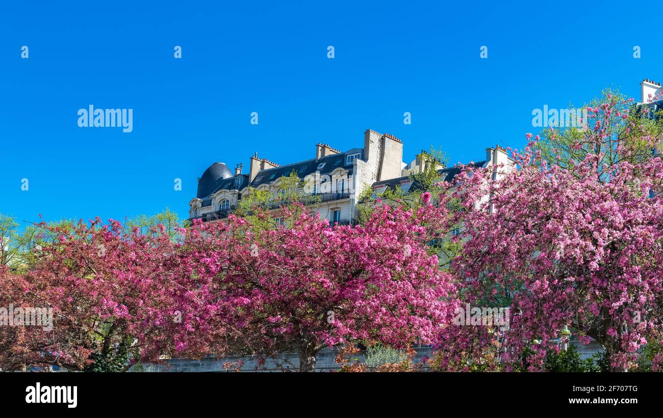 Paris, beautiful building, at Bastille, trees in bloom in spring Stock ...