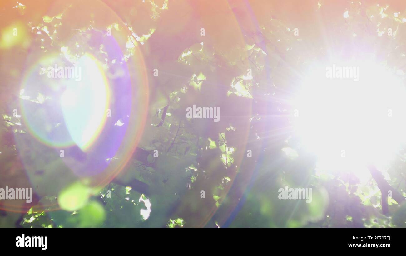Sun Lens Flare Shining Through Trees Stock Photo - Alamy