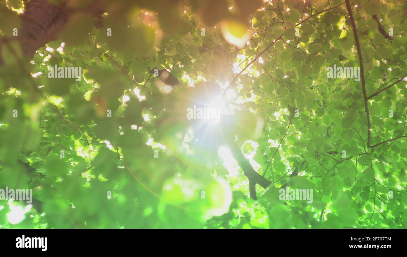 Sun Lens Flare Shining Through Trees Stock Photo - Alamy